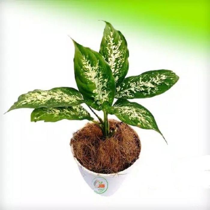 Jual Tanaman Hias Sri Rejeki - Kota Bekasi - Herbal organik_Store ...