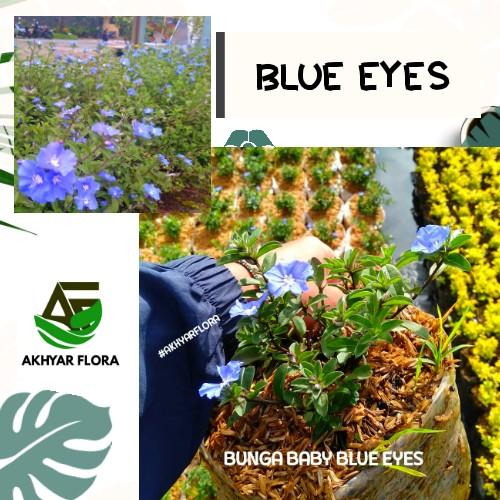 Jual Baby Blue Eyes Tanaman Hias Bunga Blue Eyes - Kab. Bogor ...