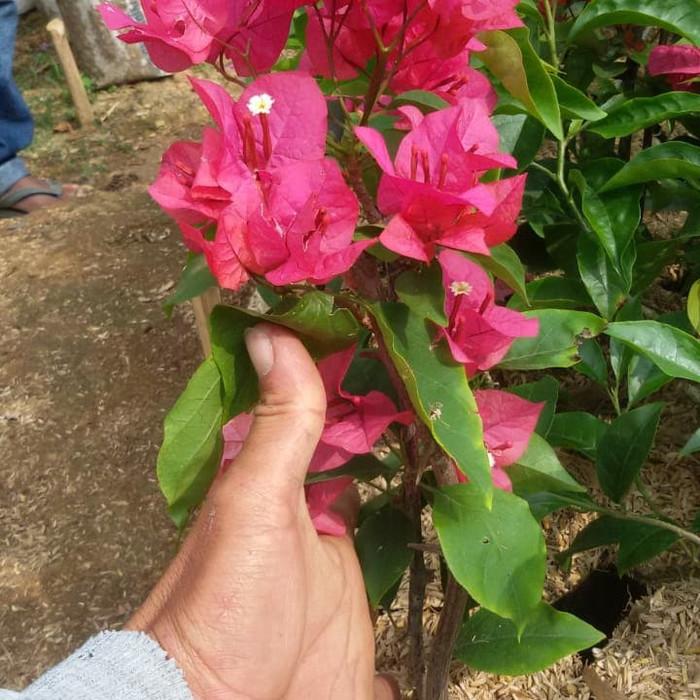 Jual Grosir Tanaman Hias Bunga Bougenvil - Pohon Bougenvil Tanaman ...