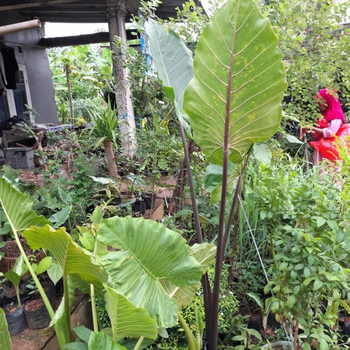 Jual Tanaman Hias Sente Hitam// Daun sente hitam 1meter - Kota Depok ...
