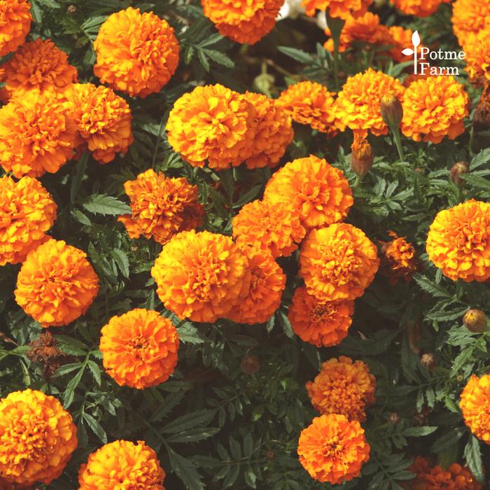 Jual Benih Bibit Bunga Marigold Mitir - Kota Denpasar - Potme Farm ...