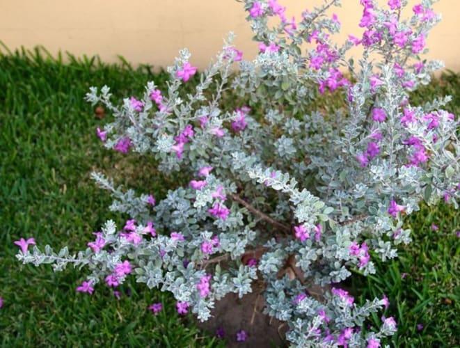 Jual Tanaman Hias Texas Ranger Sage Atau Leucophyllum Frutescens - Kab ...