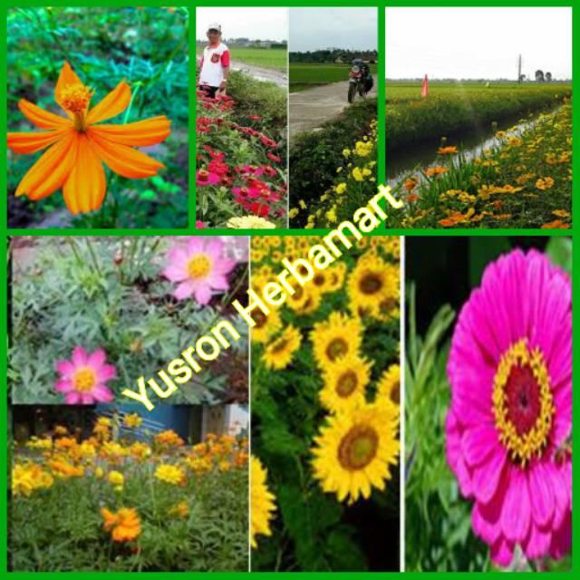 Jual BENIH BUNGA REFUGIA PAKET 4 JENIS - Kota Surabaya - indah ...