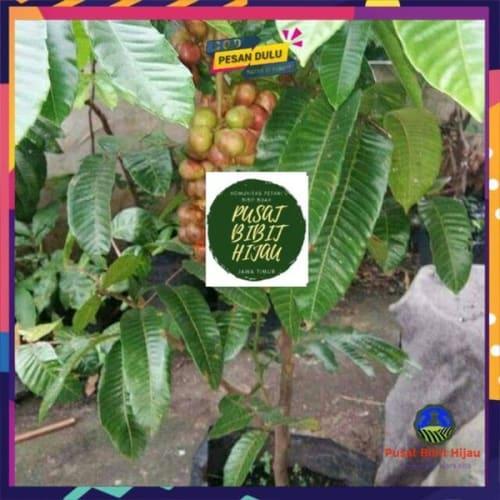 Cara Menanam Pohon Matoa