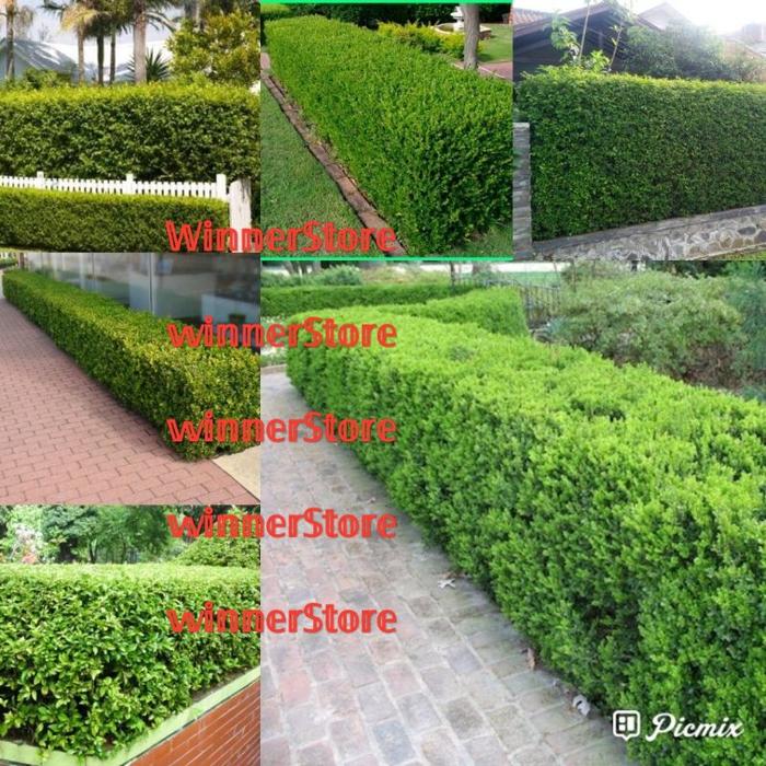 Jual 5 biji duranta erecta repens tanaman hias pagar penitian sinyo ...