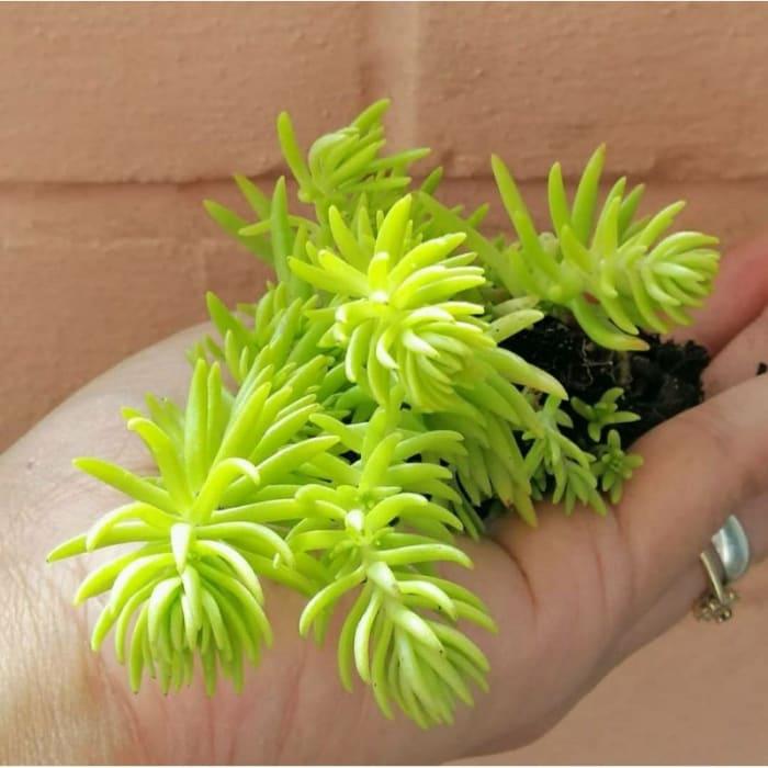 Jual mexican stonecrop (sedum mexicanum) bibbko 3834oy - Jakarta Pusat ...
