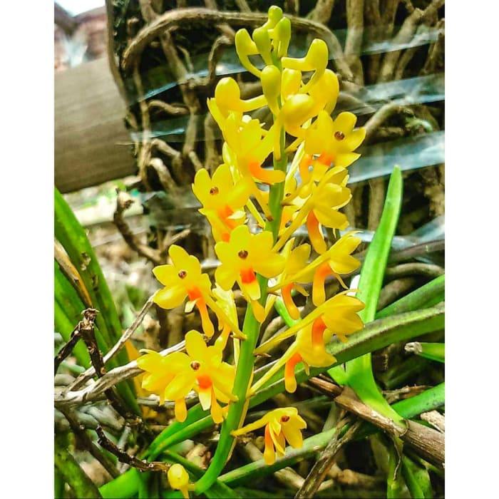 Jual Anggrek Vanda Mini EMAS Ascocentrum Aureum Bunga Eksklus dokbbe ...