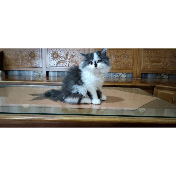 Kucing Anggora Hitam