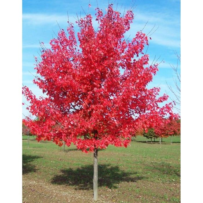 Jual 30 Benih Biji Bibit Red Maple (Acer rubrum) dostbi 6507vm - Kab ...