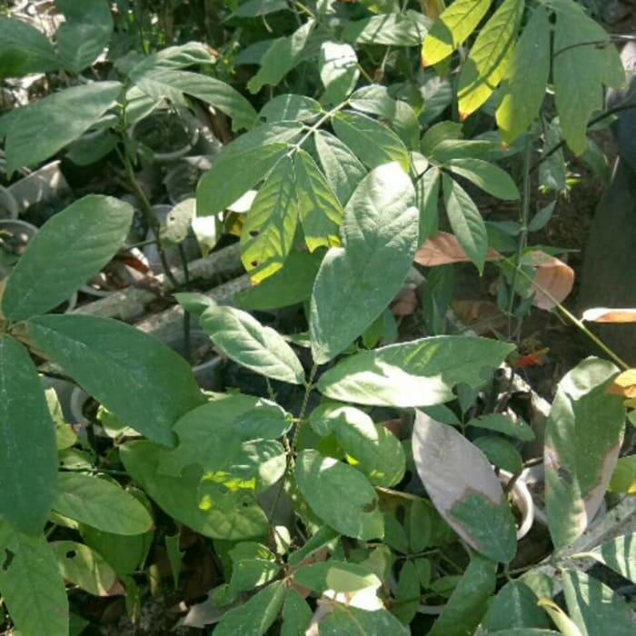 Jual Bibit Tanaman Jenu atau Tuba kuwrgu 2993nt - Jakarta Barat ...