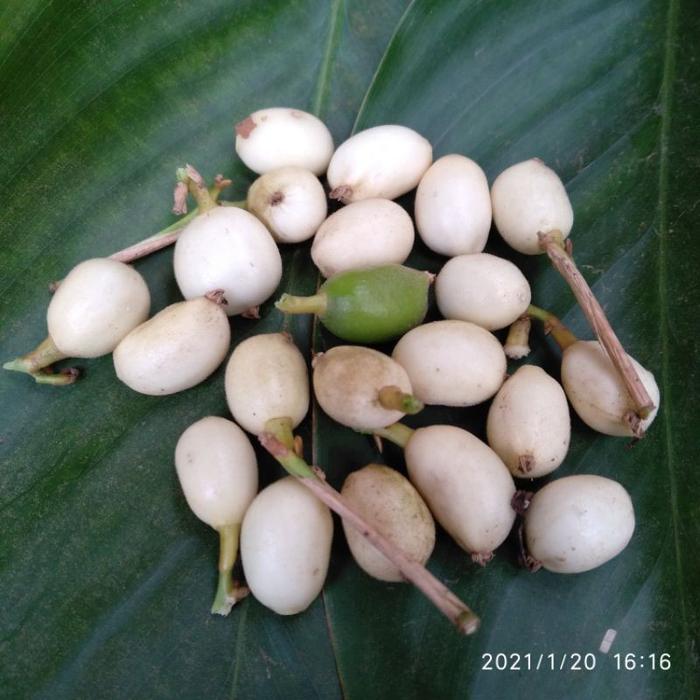 Jual BUAH BEMBAN / BUAH BANGBAN / BUAH BAMBAN OBAT CUCI DARAH LANGSUNG ...