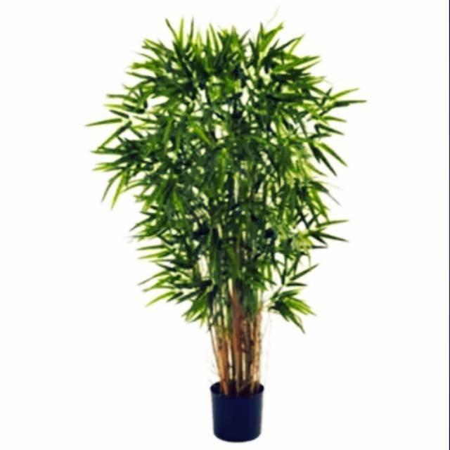 Jual Bibit Tanaman Hias Bambu Kuning Mini / Bambu Hias Mini - Kab ...