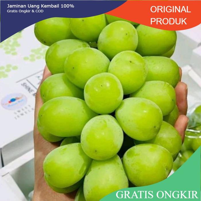 Jual bibit anggur import shine muscat japan ori - Kab. Nganjuk - bibit ...