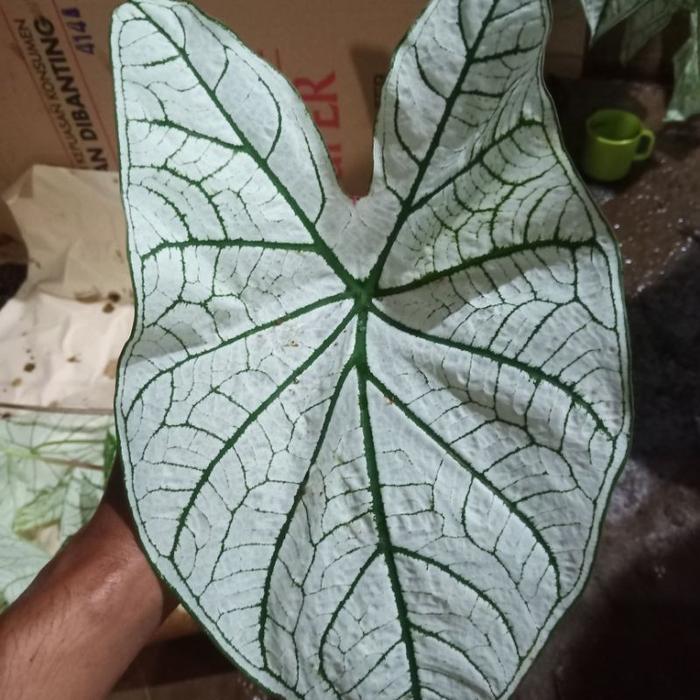 Jual bibit keladi putih tisue/putih polos/putih snow white(UMBI) - Jakarta Barat - Negeriku ...