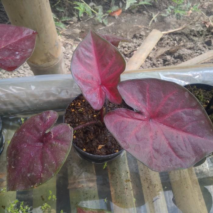 Jual caladium red devil remaja tanaman hias real pict - anakan - Kota ...
