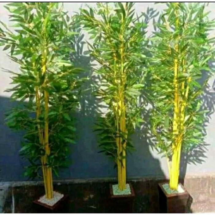 Jual BAMBU KUNING MINI/BAMBU KUNING PENANGKAL GAIB - 1 meter up - Kab ...