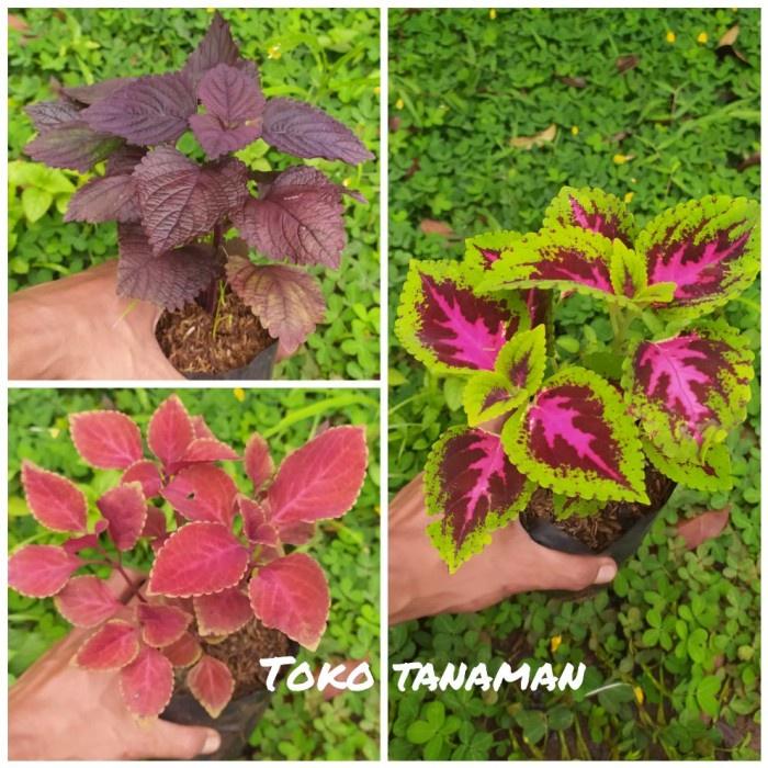 Jual 3 tanaman hias hidup miana pohon miyana merah hijau dan maron - Kota Depok - Belanja ...
