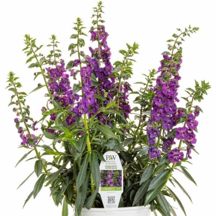 Jual Lavender Angelonia / Tanaman Hias Hidup / Bunga Angonia BTH - Kota ...