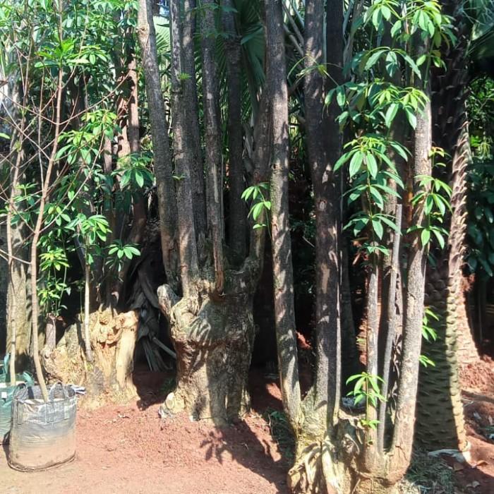 Jual pohon pulai pelindung pule grouping - Kota Depok - marez_garden06 ...