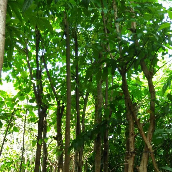 Jual Pohon sepatu dea. tinggi pohon 4 meter - Kota Depok - marez ...