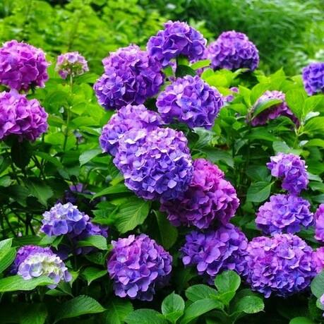 Jual Tanaman Hydrangea ungu ( Bunga Hortensia ) sudah berbunga - Kota ...