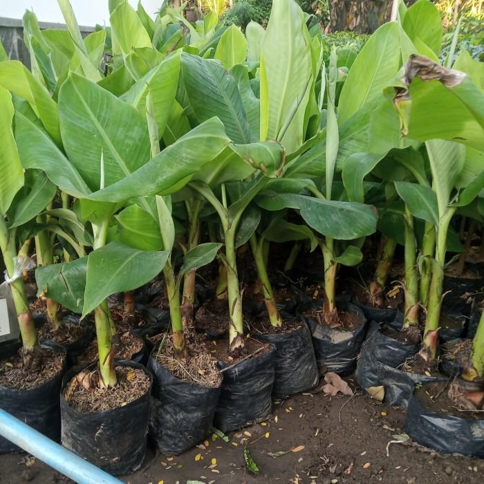Jual bibit buah pohon pisang ambon - Kota Tangerang Selatan - bibit ...
