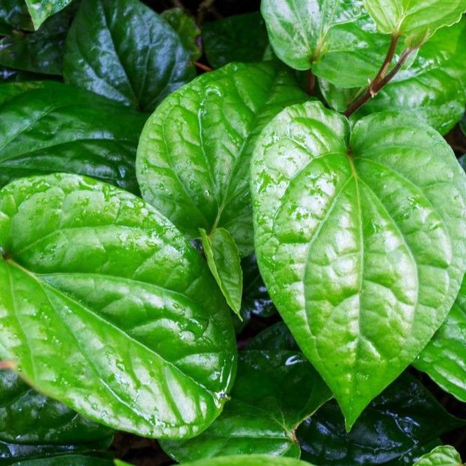 Jual Daun Sirih fresh , obat herbal berbagai macam penyakit - Jakarta ...