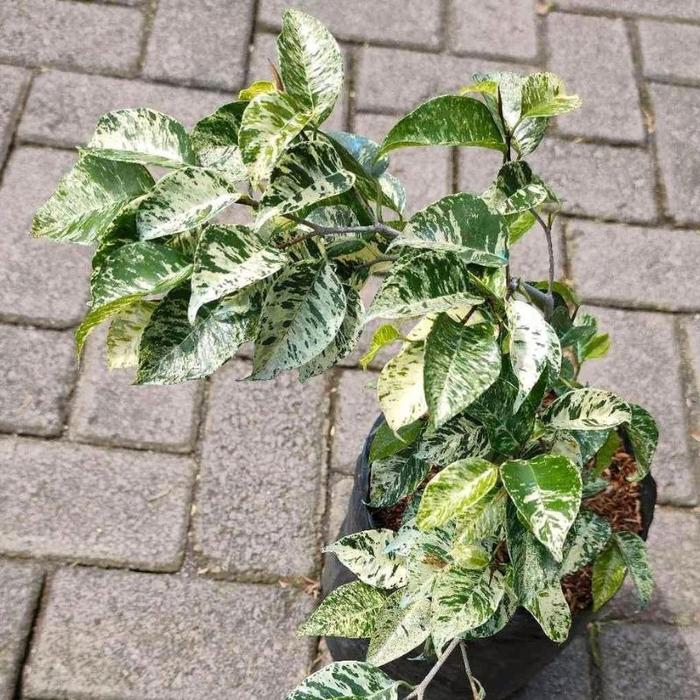 Jual Tanaman Ficus Benjamina Variegated / Beringin Variegata - Kota ...