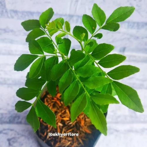 Jual RB001 Tanaman Salam Koja Daun Kari Murraya Koenigi - Jakarta Pusat ...