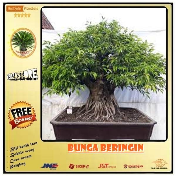 Jual New Biji Benih Bunga Beringin Tanaman Rimbun /10 Biji - Kota ...