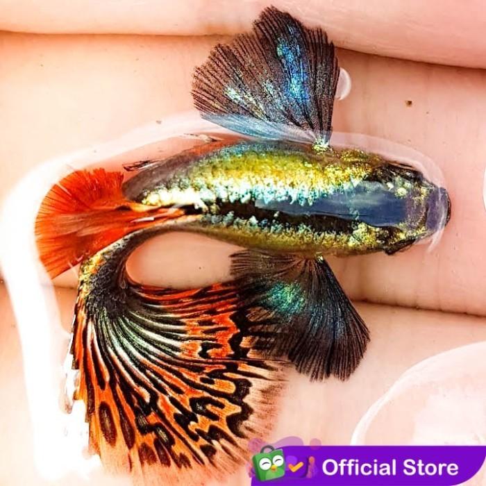 Jual Guppy Platinum Red Mozaik / Ikan Hias Air Tawar Aquascape - Jantan - Kab. Tulungagung ...
