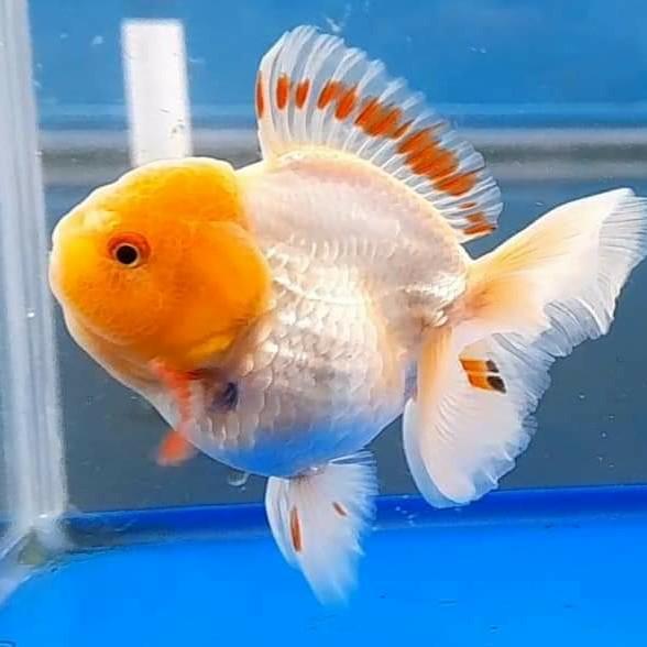 Jual Ikan Mas Koki Oranda Short Body quality - Kab. Bogor - napi kusen ...