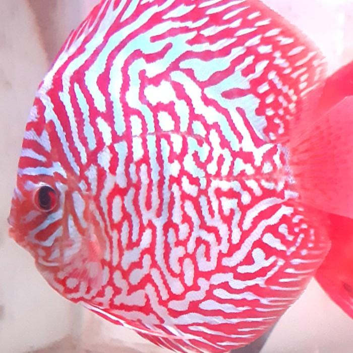 Jual Discus 1 inchi mix kombinasi jenis dan warna - Kab. Bogor ...