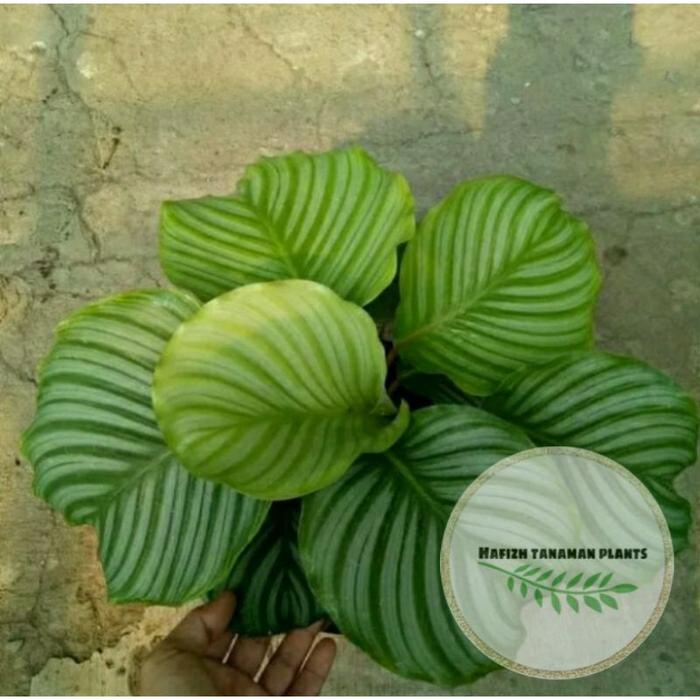 Jual Tanaman ias Kalatea Orbifolia - Calatea O Poon idup- Bunga idup a ...