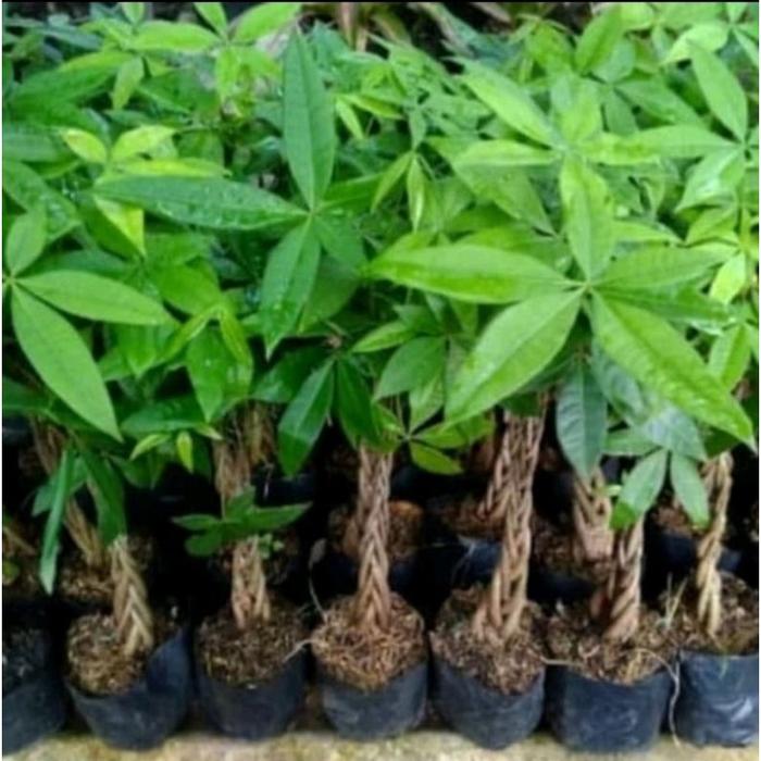 Jual Tanaman ias Pacira Kepang 9 - Pacira Money Tree - Kota Surabaya ...