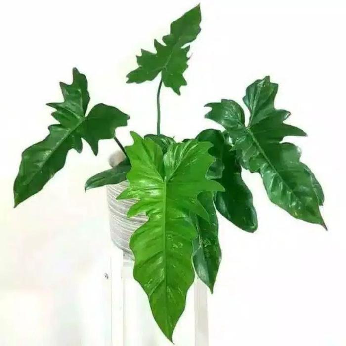 Jual tanaman ias pilodendron dragon pilo Tanaman idup- Bunga idup a ...