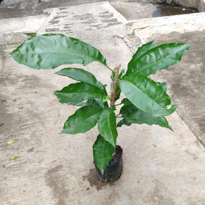 Jual Tanaman Buah Ross Sapote - Kota Batu - tokobibit.id | Tokopedia