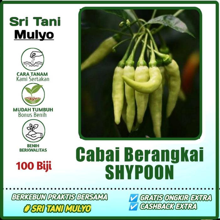 Jual 100 Biji - Benih Cabai Rawit Berangkai SHYPOON F1 - Cabai ...