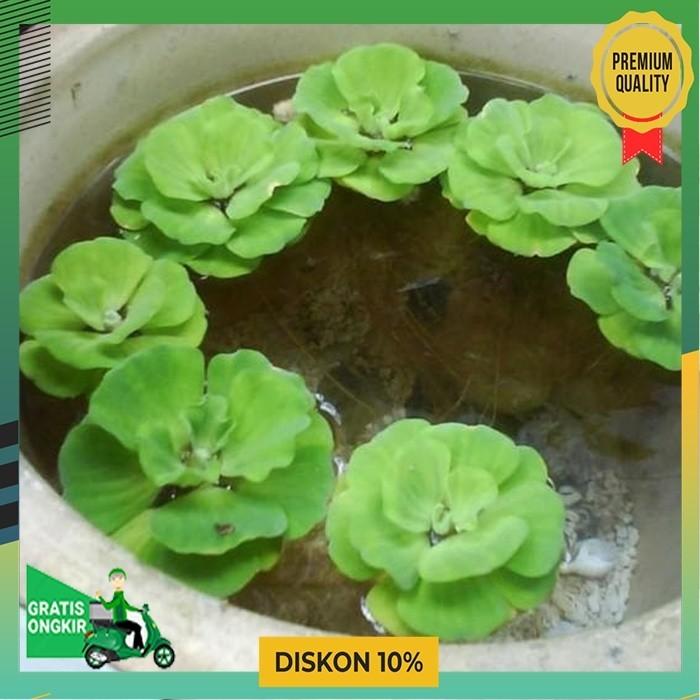 Jual daun tanaman enceng eceng gondok apu-apu murah aquascape aquarium ...