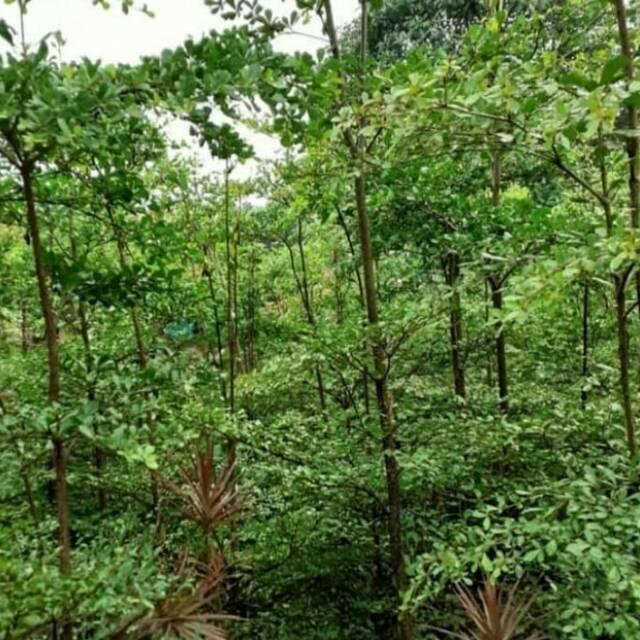 Jual tanaman Ketapang kencana tinggi 2 meter - pohon ketapang mini ...