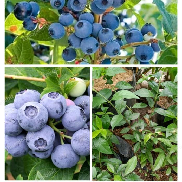 Pohon Buah Blueberry