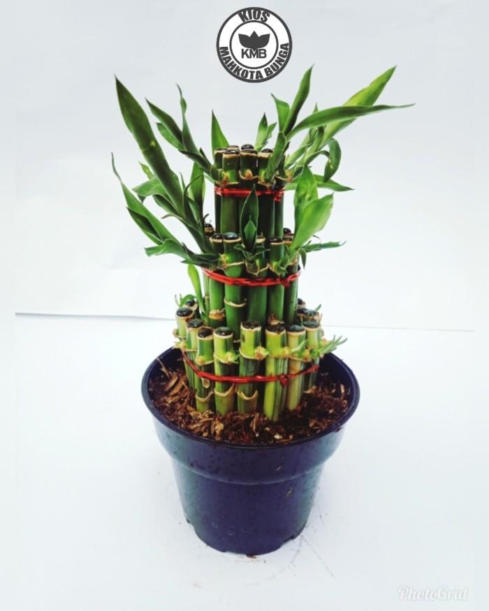 Jual Bambu Hoki | Lucky Bamboo | Bambu Rejeki | Bambu Keberuntungan ...