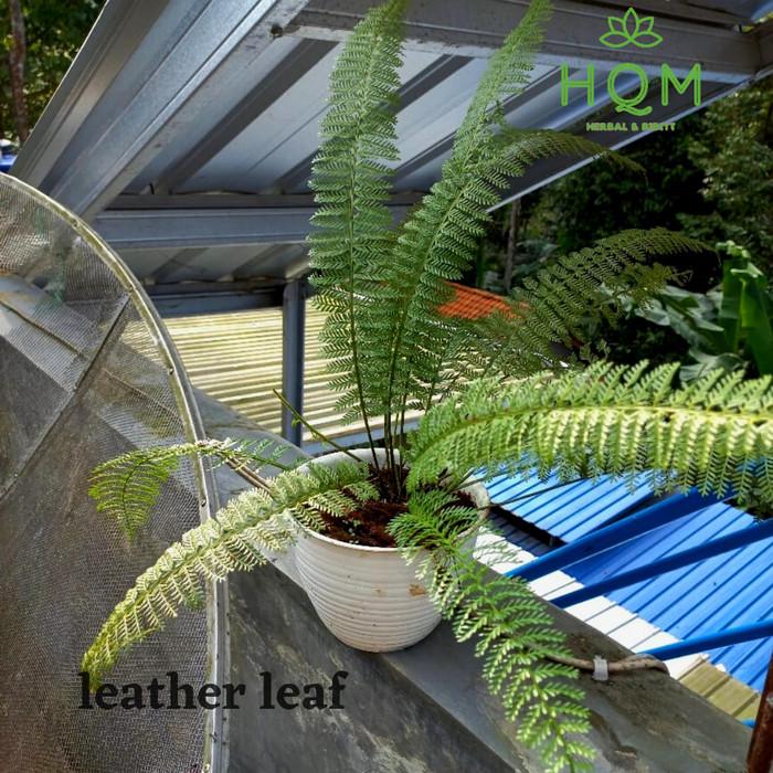 Jual Tanaman Hias Pakis Cantik dan Langka - Leather leaf - Pakis Papua ...
