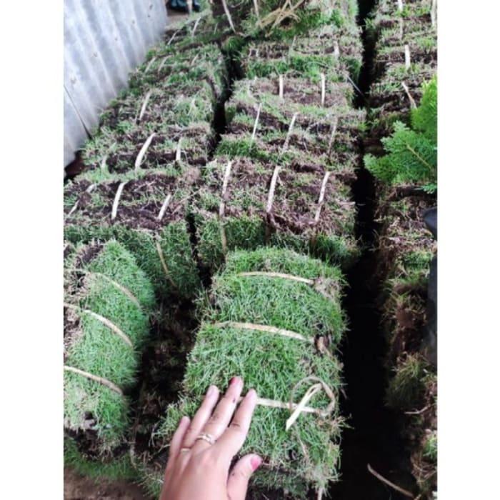 Jual Tanaman Rumput Hidup Rumput Jepang Rimbun Tebal Satu Ika rusttu ...
