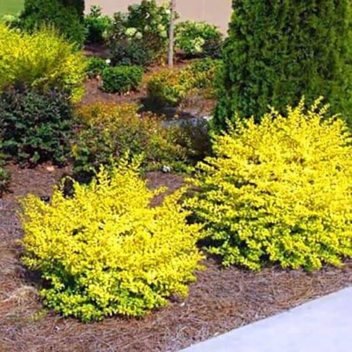 Jual tanaman hias legistrum /semak legistrum daun kuning doptru 6504cg ...