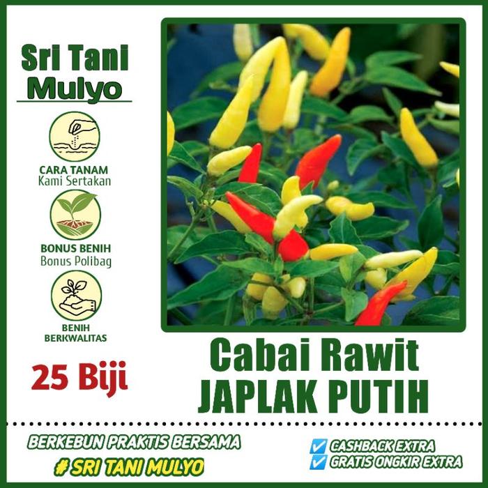 Jual 25 Biji - Benih Cabai Rawit Unggul JAPLAK PUTIH - bibit sayuran ...