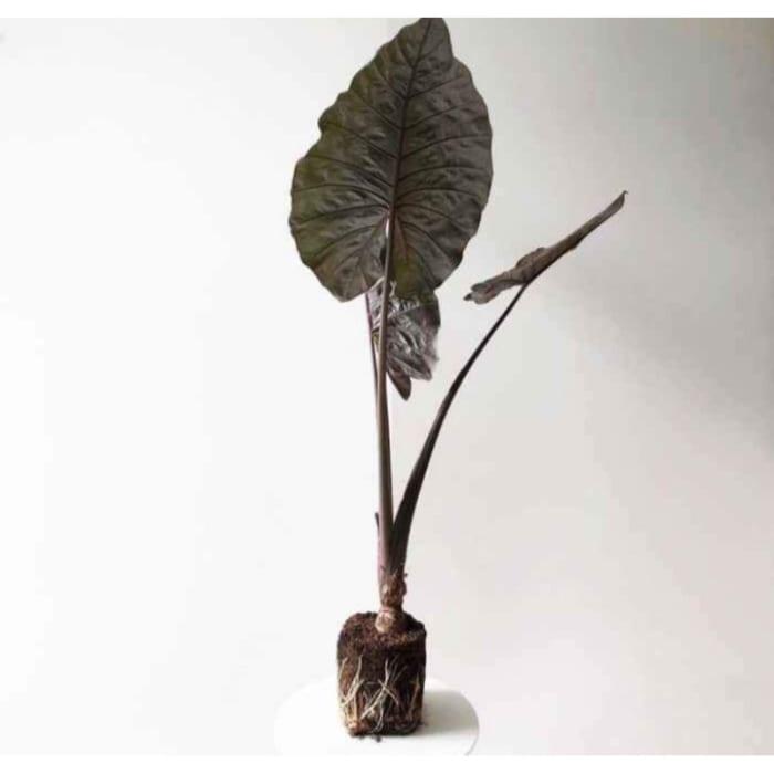 Jual Tanaman hias keladi Sente Hitam/talas hitam/Lompong/Tala yawgwo ...