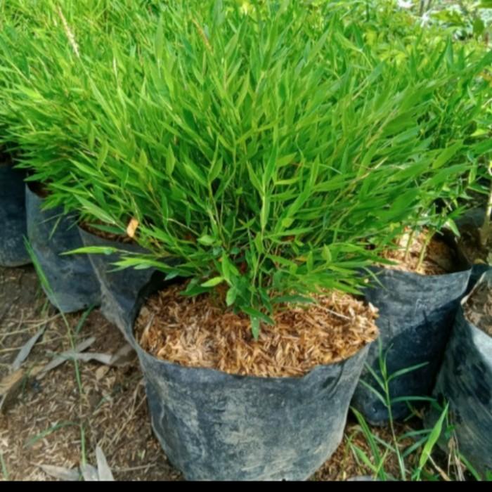 Jual TANAMAN HIAS BAMBU JEPANG/ POHON BAMBU JEPANG MIKRO RIMBUN - Kota ...
