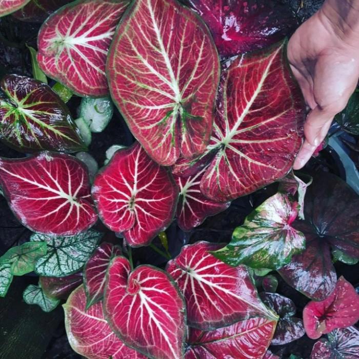 Jual bibit umbi caladium CLD058 / keladi hybrid Thailand series ...
