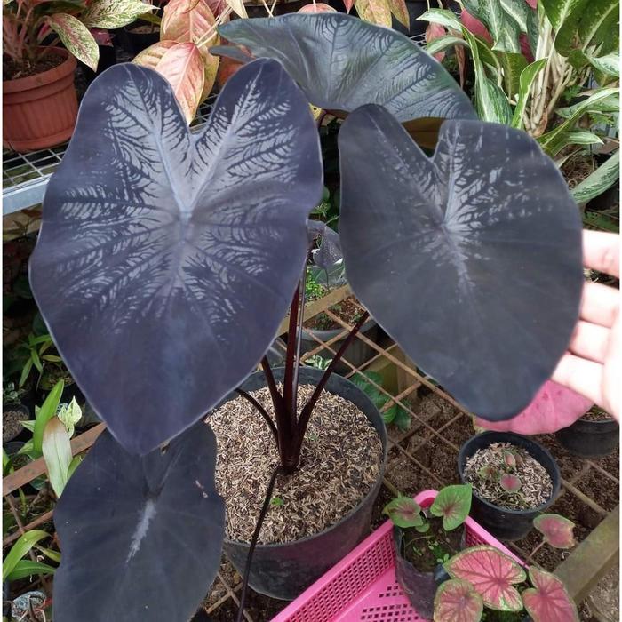Jual Umbi Caladium Black Coral - keladi hias hybrid import thailand ...